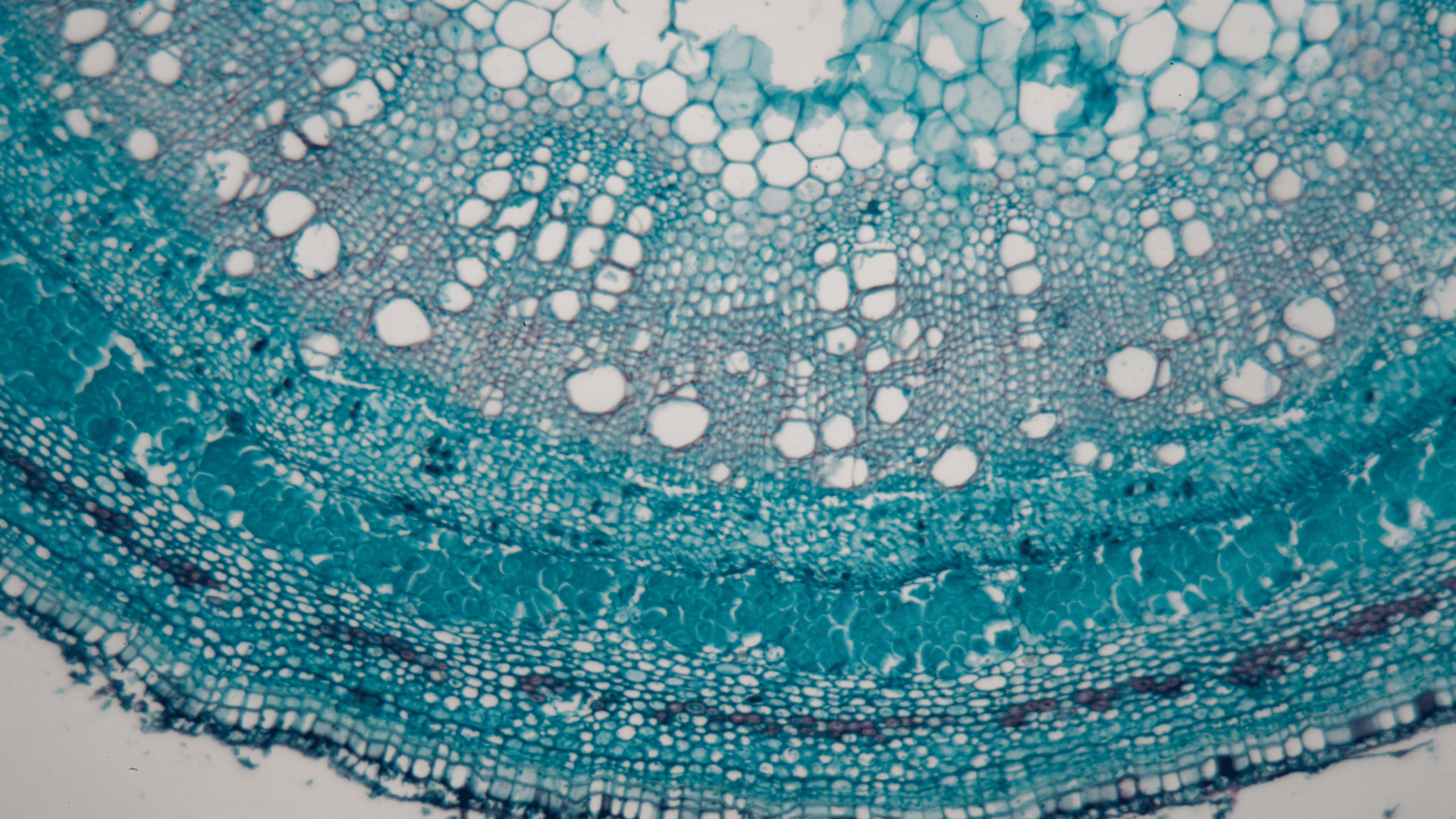 Plant Stem Cells in Cosmetics - Are they Worth the Hype? - Genesis Formulab